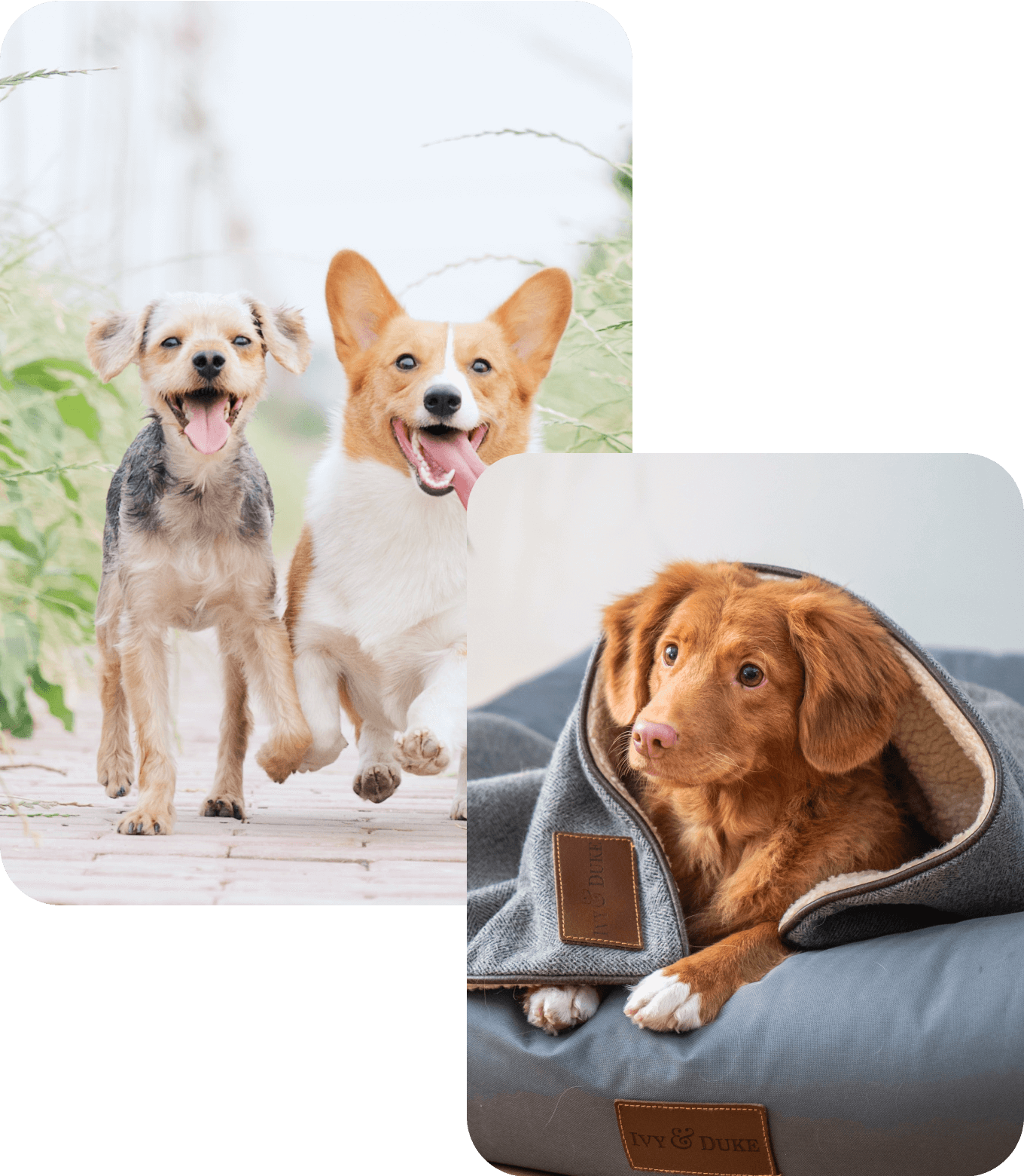 Spokane's Premier Pet Boarding, Training, Grooming and Veterinary